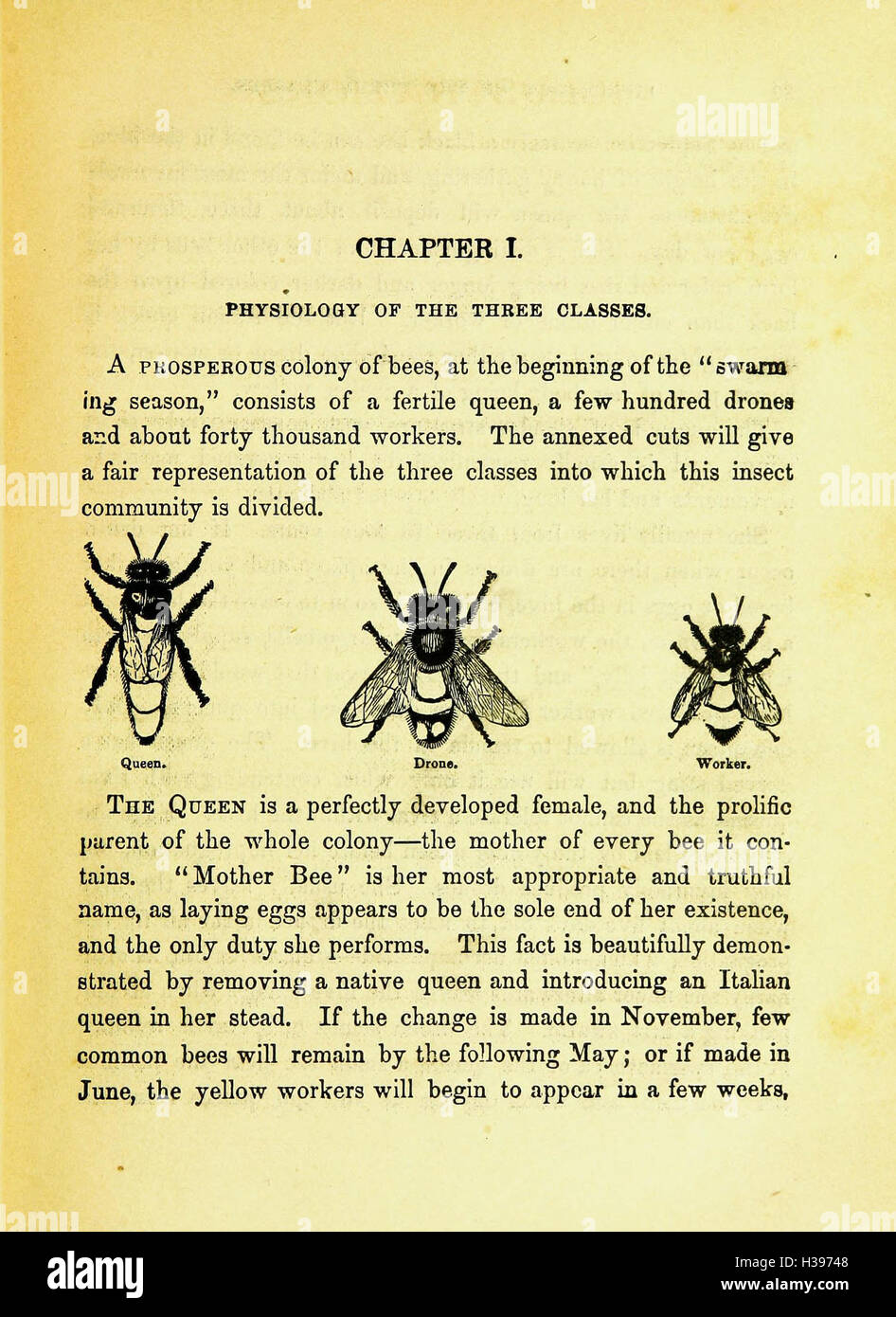 The New Bee-Keepers' Text-Book provides comprehensive guidance for ...