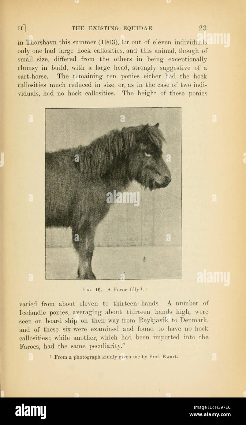 This page covers the history and development of the thoroughbred horse ...