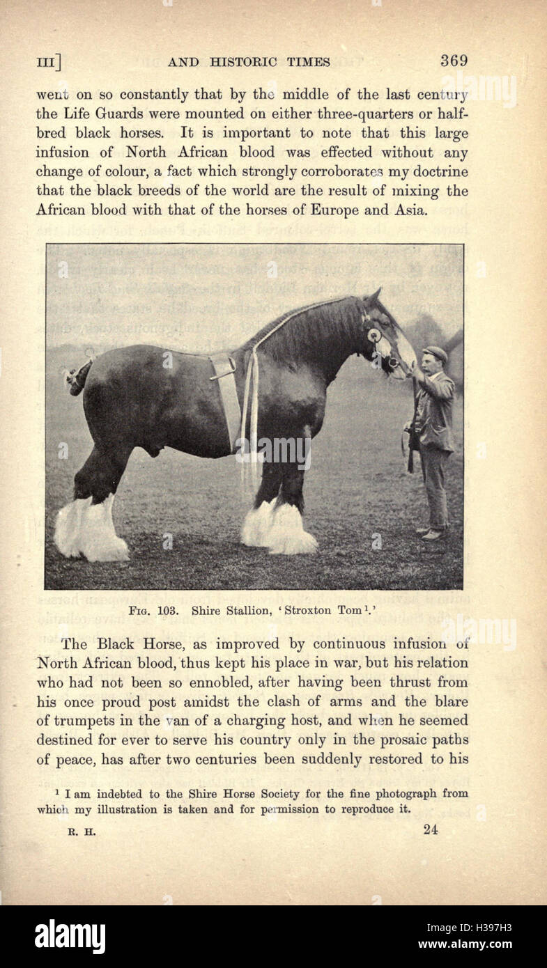 This study traces the origins of the thoroughbred horse breed ...