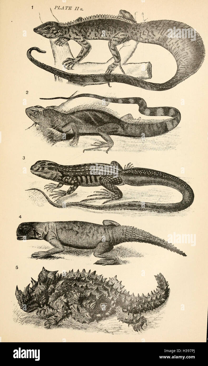 This work explores the theory of natural selection, focusing on the ...