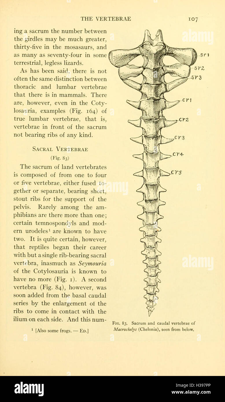 This study focuses on the skeletal structures of reptiles, exploring ...