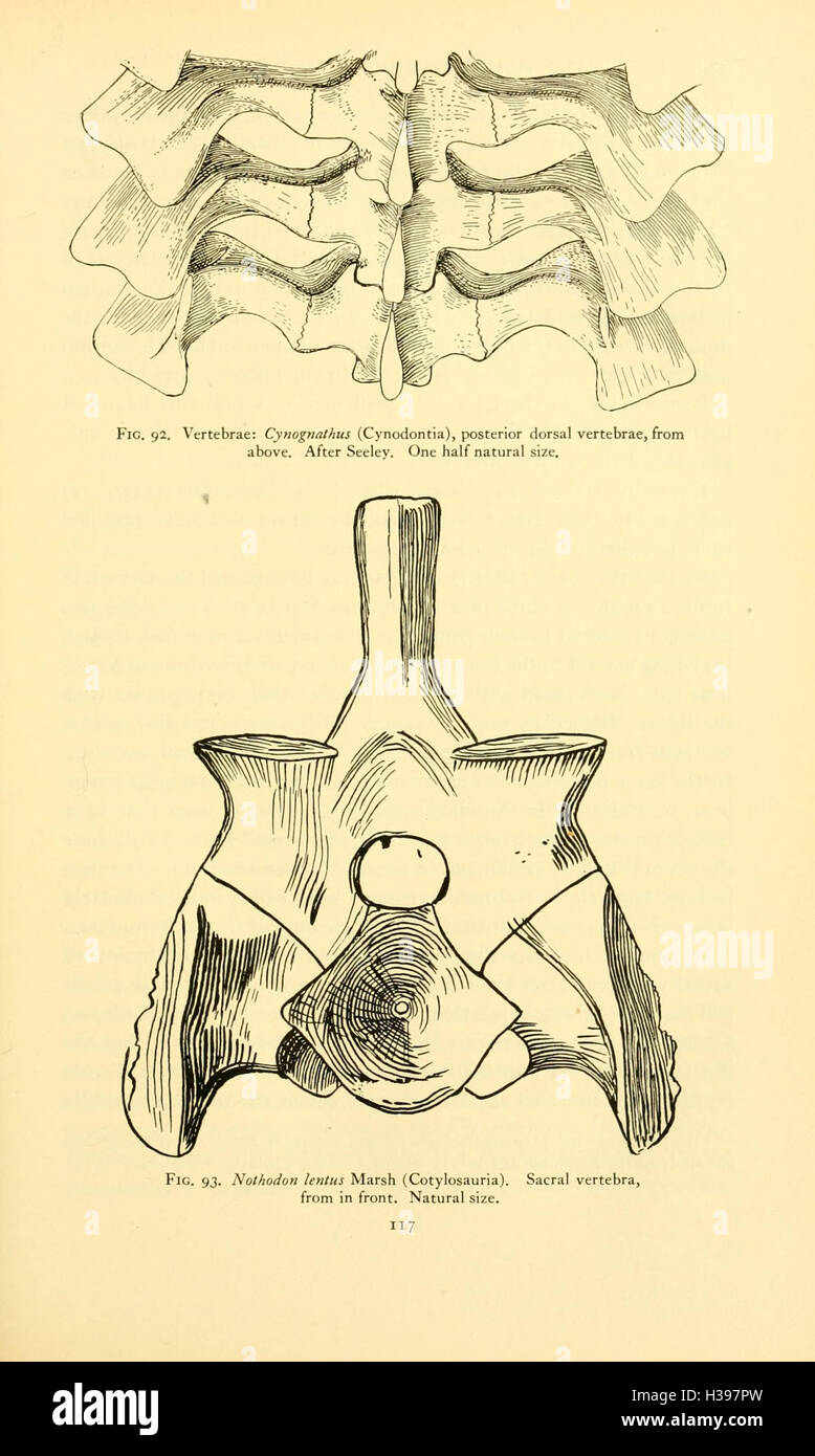 This work examines the osteology, or bone structure, of reptiles ...