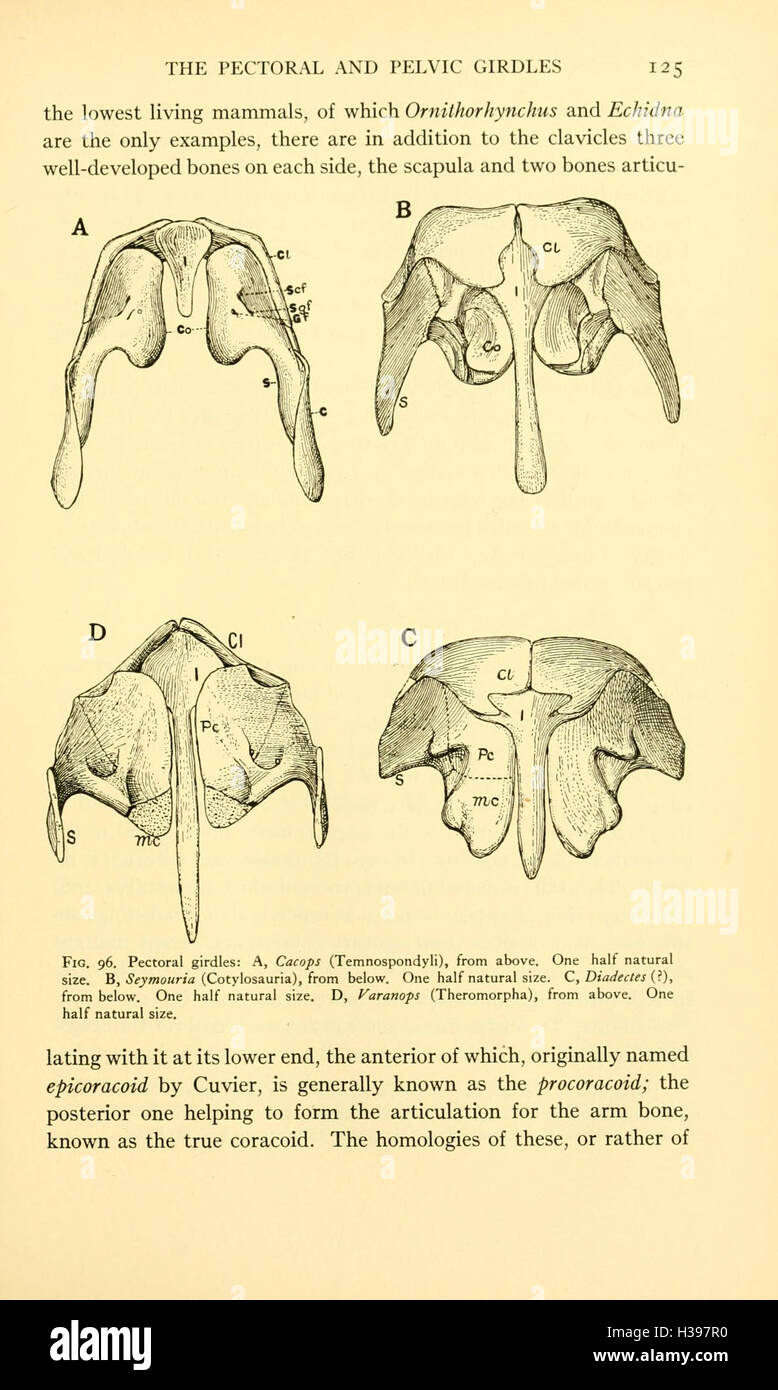 The osteology of the reptiles (Page 125) BHL59 Stock Photo - Alamy