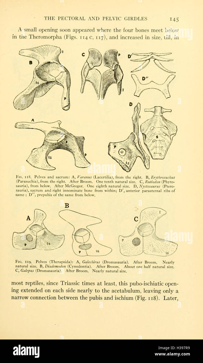 This work provides an in-depth study of the skeletal structure of ...