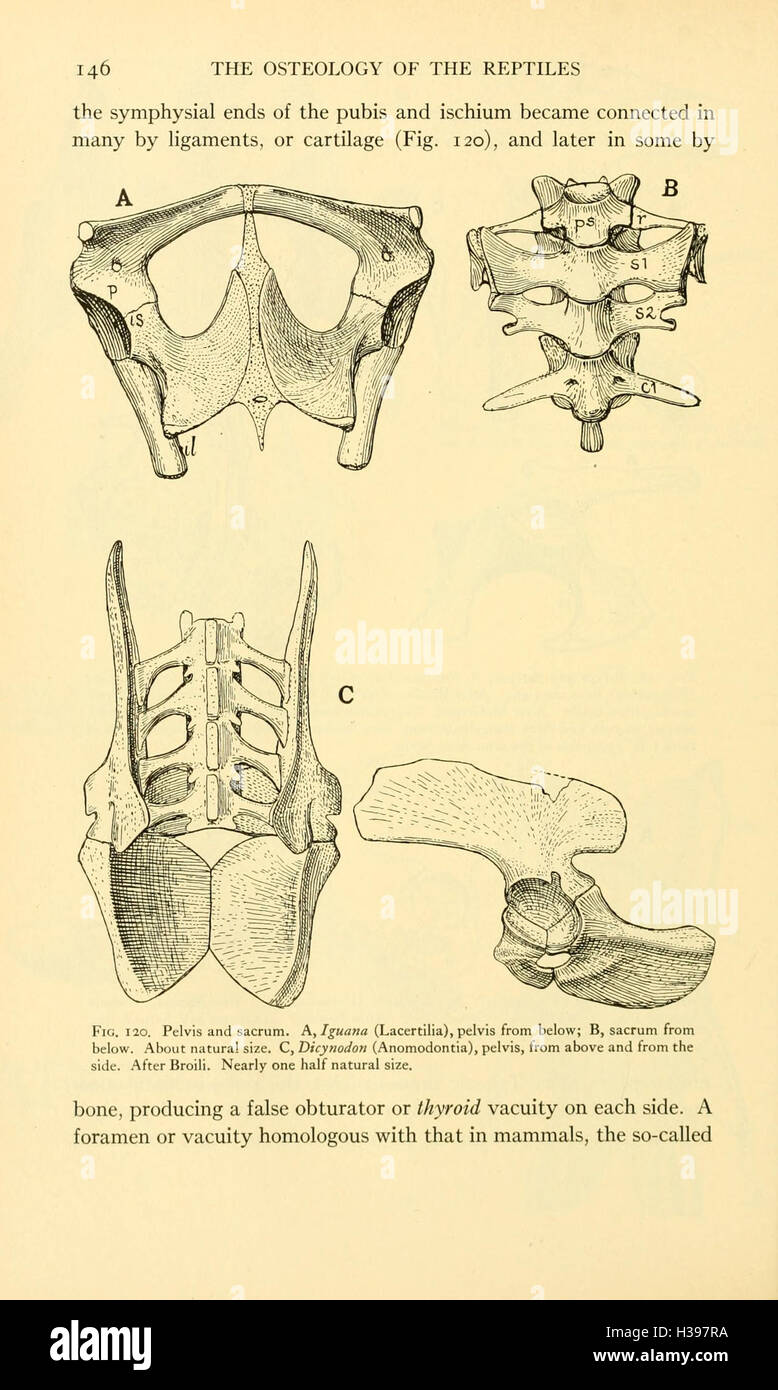 This work focuses on the skeletal structure of reptiles, detailing ...