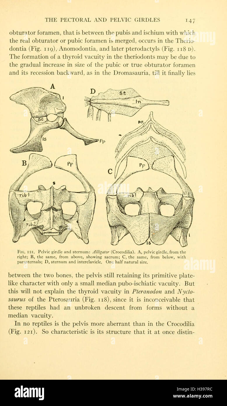 This work explores the skeletal structure of reptiles, providing ...