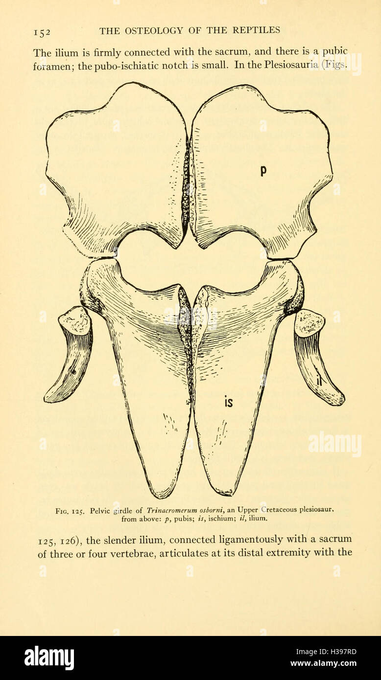This work focuses on the study of the bones and skeletal structures of ...