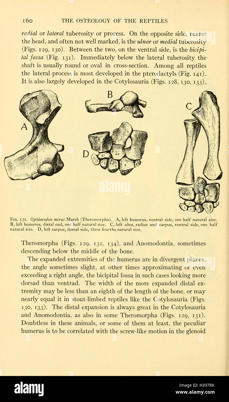 This study provides a detailed examination of the skeletal structure of ...