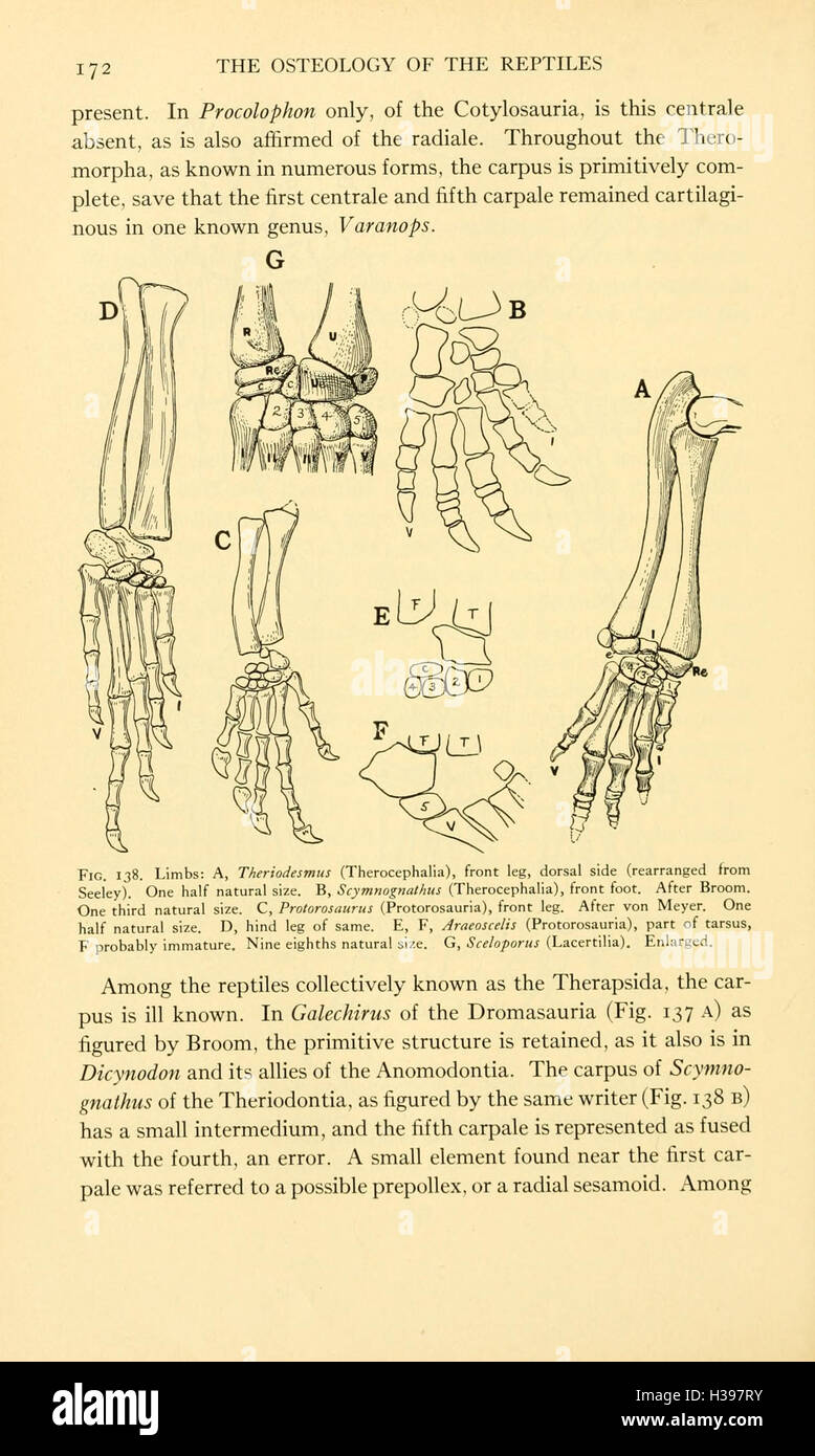 This work explores the skeletal structure of reptiles, focusing on the ...