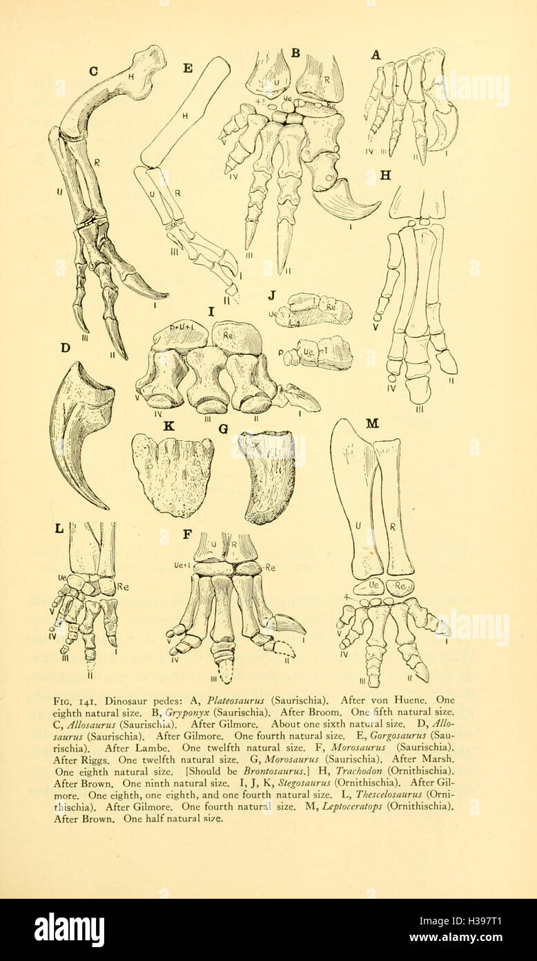 This work studies the skeletal structure of reptiles, examining the ...