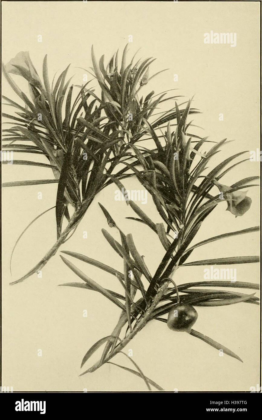 This work provides an overview of ornamental tree species native to ...