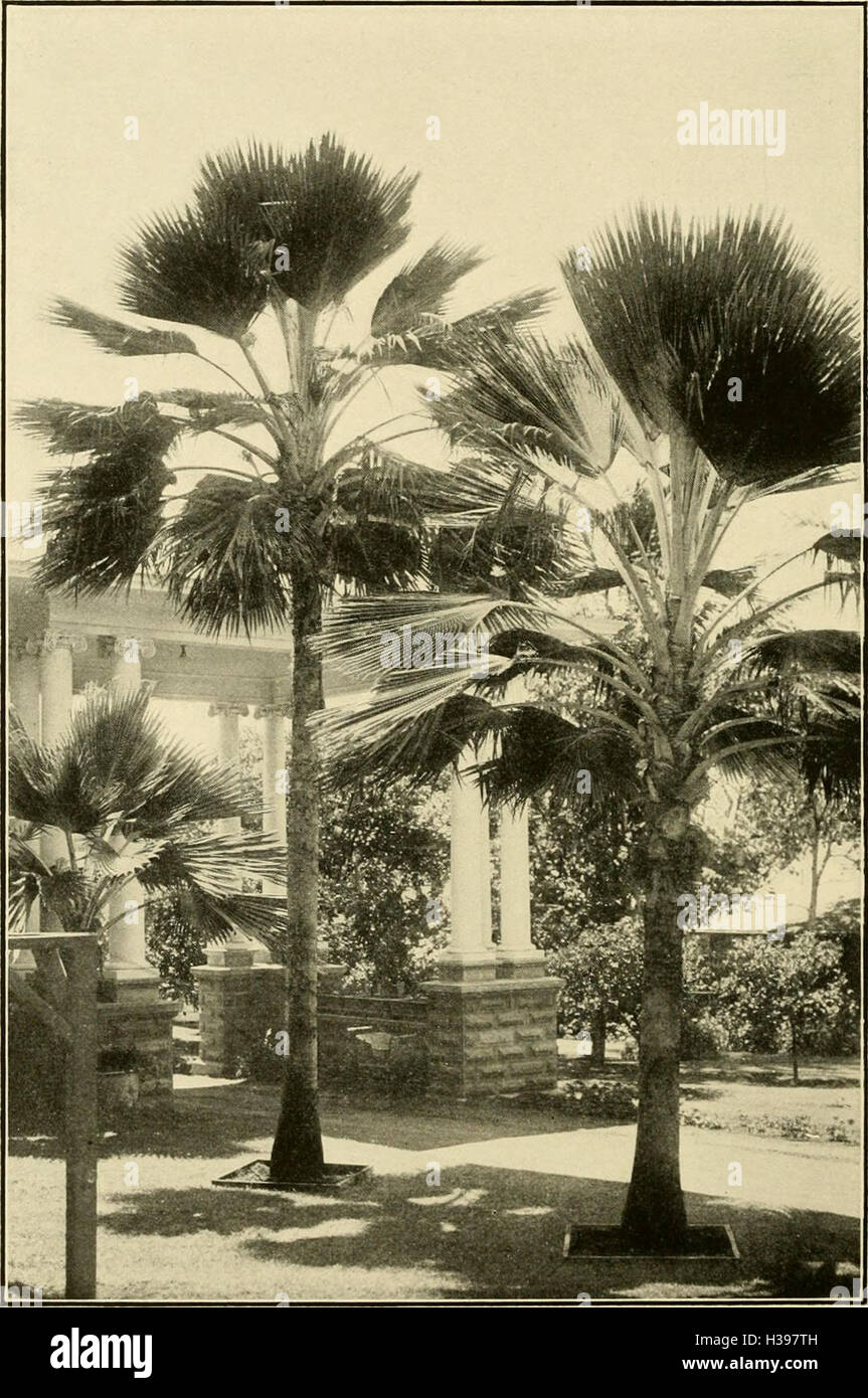 This work covers the various ornamental tree species of Hawaii ...