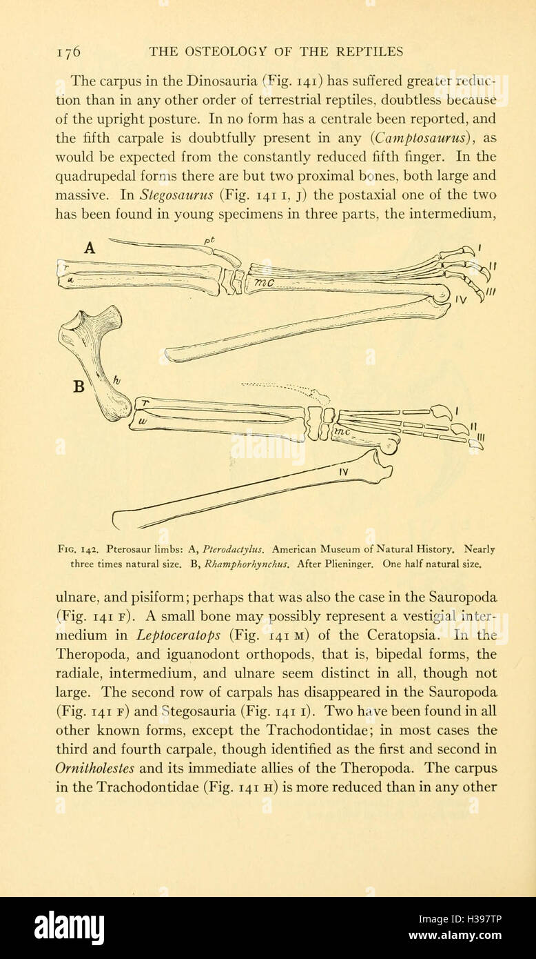 This work focuses on the skeletal structure and bone anatomy of ...