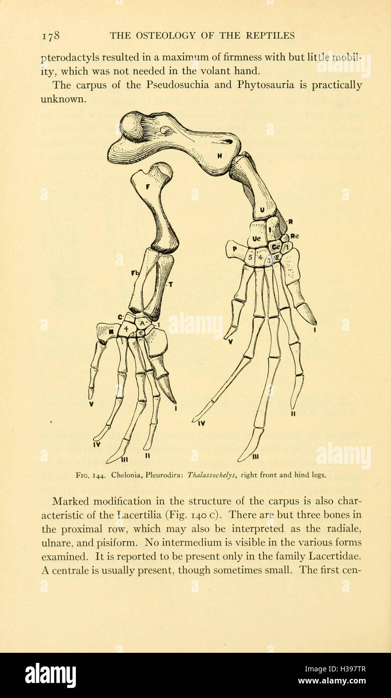An anatomical study of the skeletal structures of reptiles, providing ...