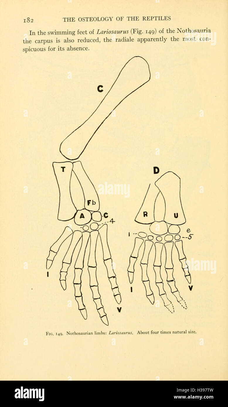 This work examines the skeletal structure of reptiles, offering ...