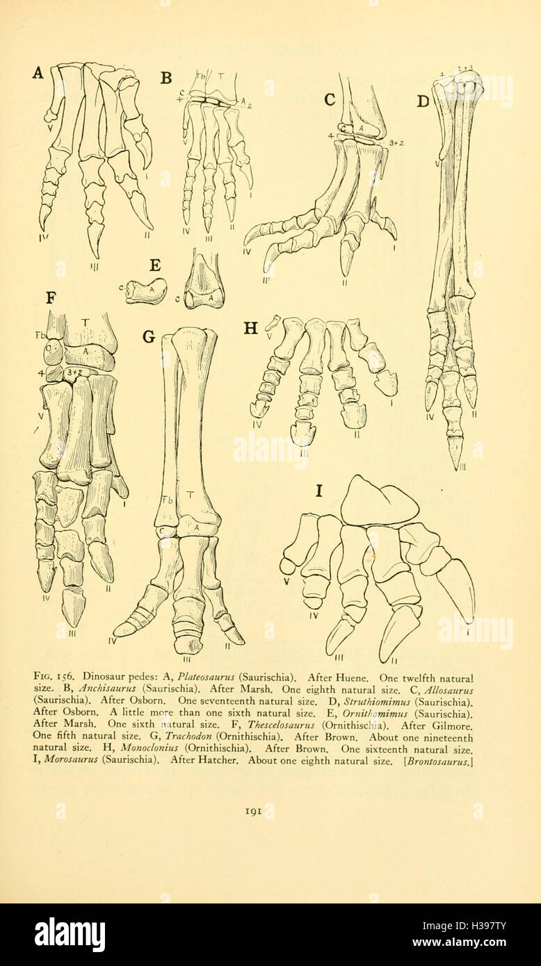 This work focuses on the skeletal structures of reptiles, detailing ...