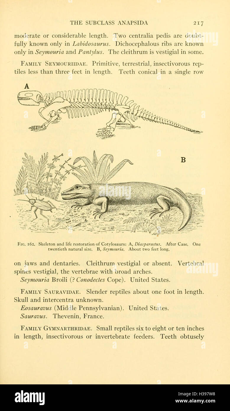 This page provides a detailed study of reptile bones, focusing on the ...