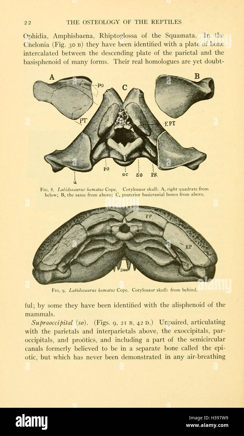 This work focuses on the skeletal structure of reptiles, detailing ...
