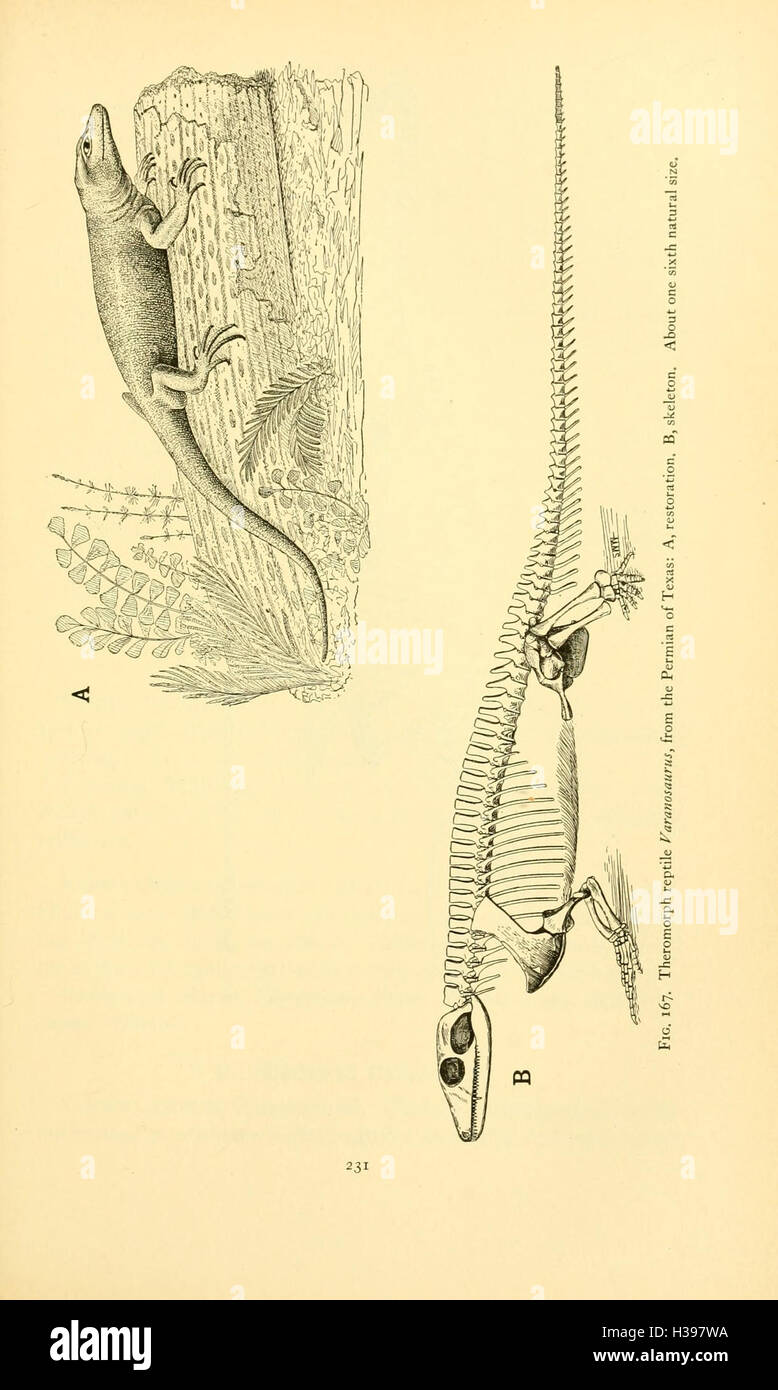 Work focuses on bone hi-res stock photography and images - Alamy