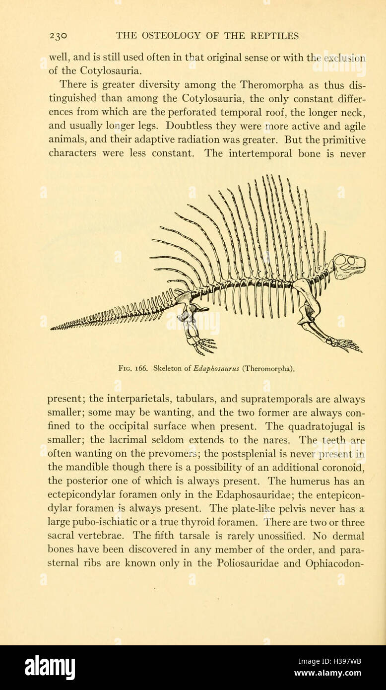 Structure across various species hi-res stock photography and images ...