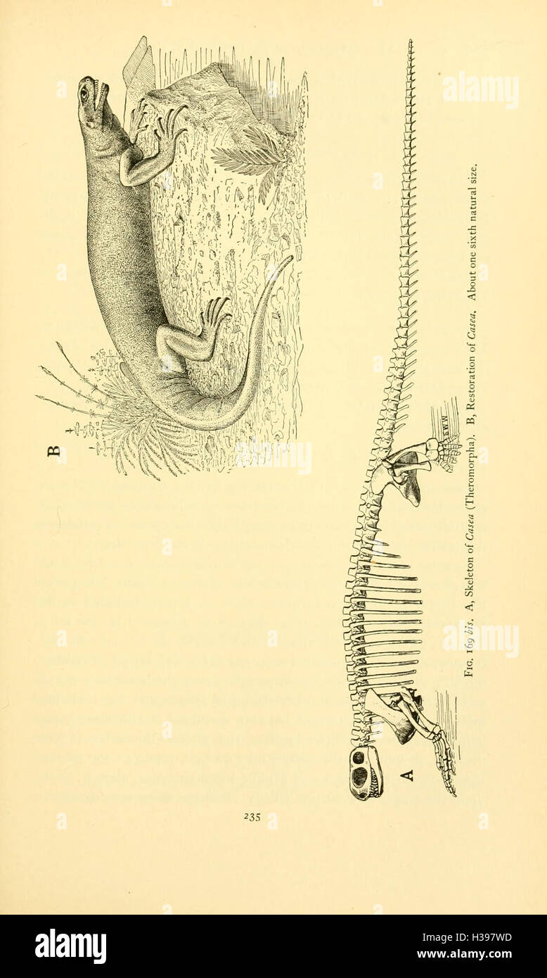 The osteology of the reptiles (Page 235) BHL59 Stock Photo - Alamy