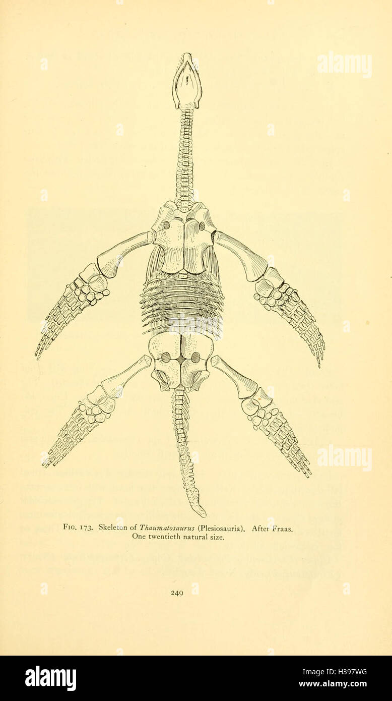 A study on the bone structure of reptiles, focusing on skeletal systems ...