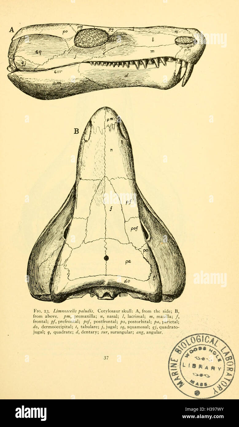 This work provides a detailed study of reptilian skeletal structures ...