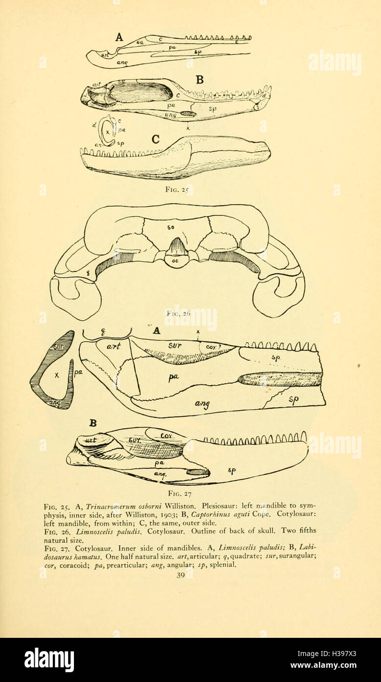 This work examines the skeletal structure of reptiles, focusing on ...