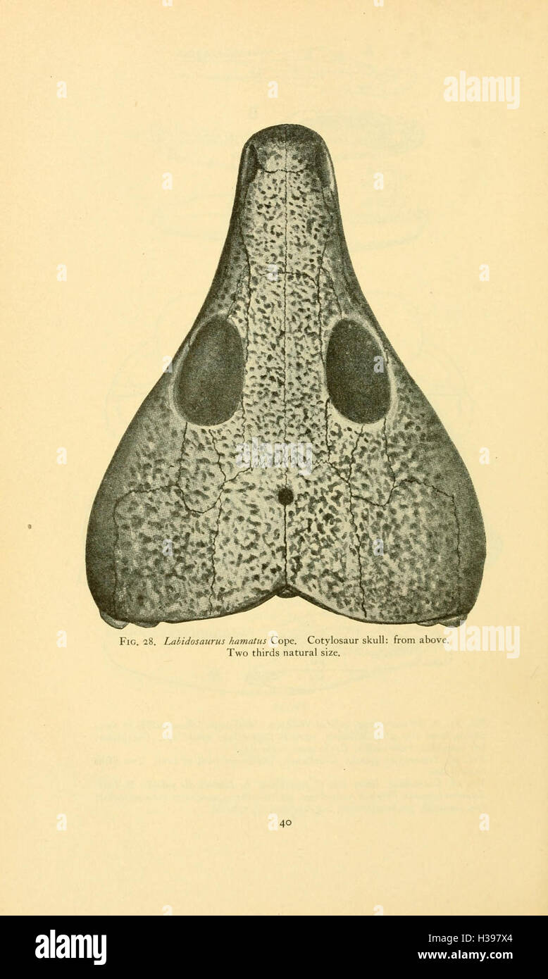 An examination of the skeletal structure of reptiles, providing ...