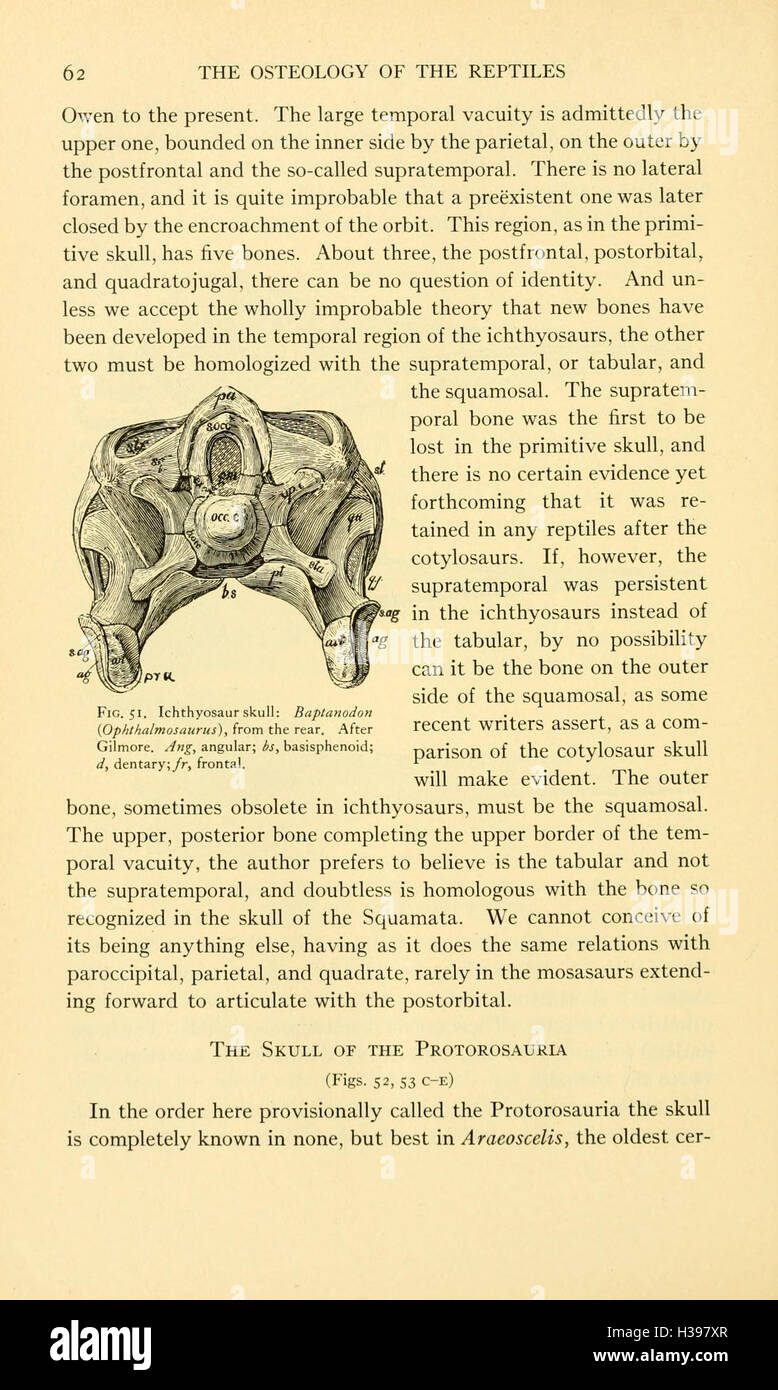 This work focuses on the skeletal structure and bone anatomy of ...