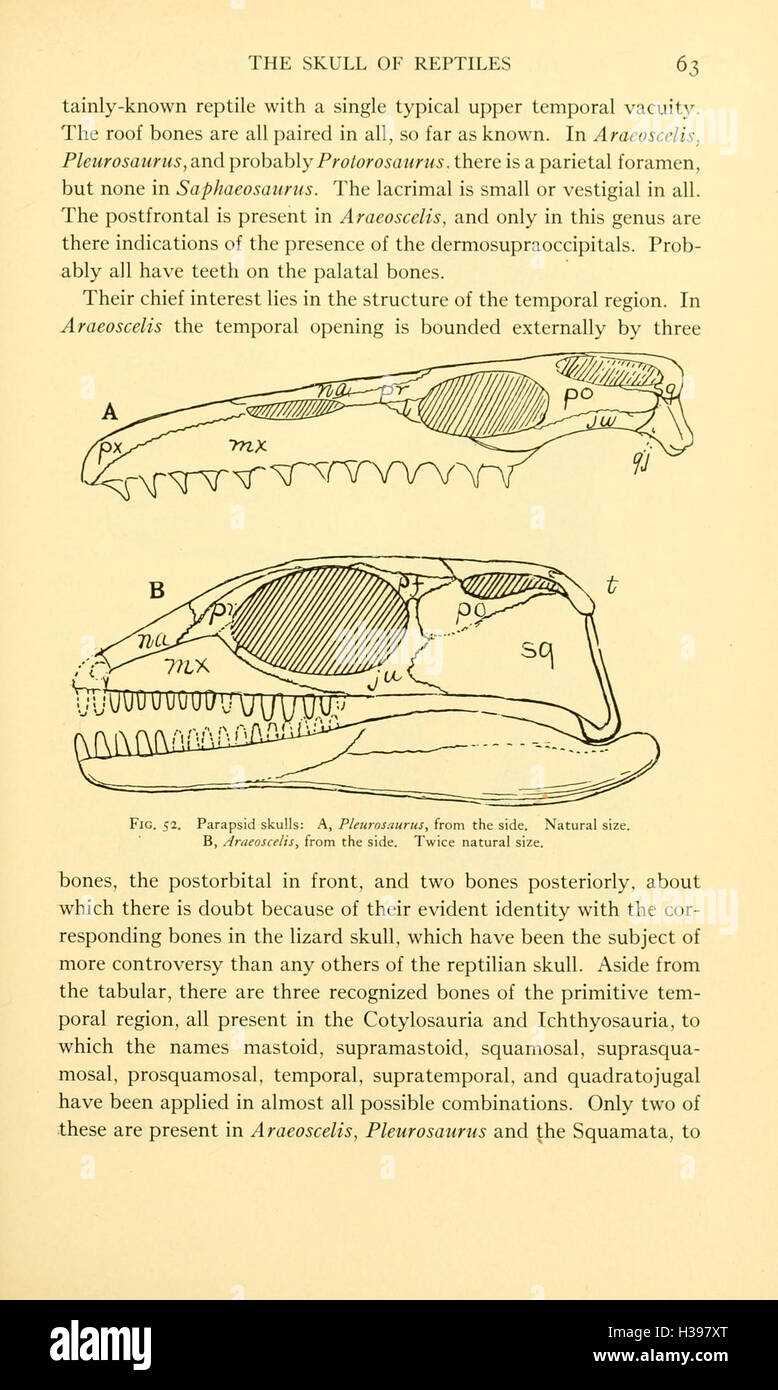 This work examines the skeletal structure of reptiles, discussing bone ...