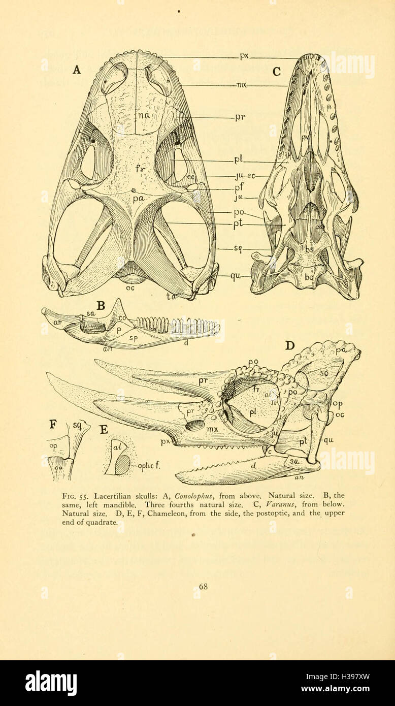 This work provides a detailed study of the skeletal structure of ...