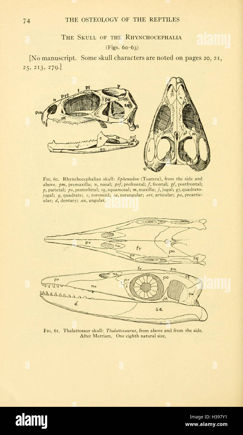 This page examines the osteology, or bone structure, of reptiles ...