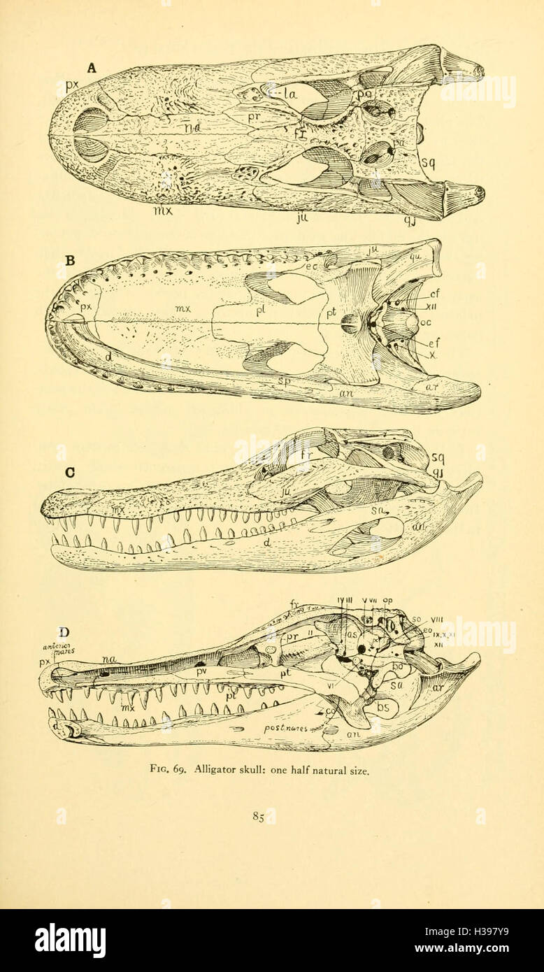 This page discusses the osteology (bone structure) of reptiles ...