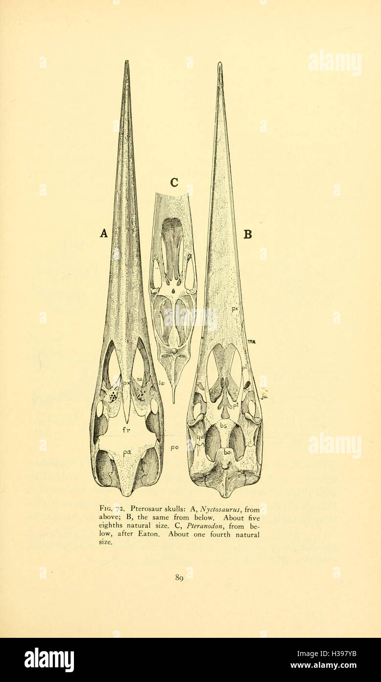 This work provides a detailed study of the skeletal structure of ...