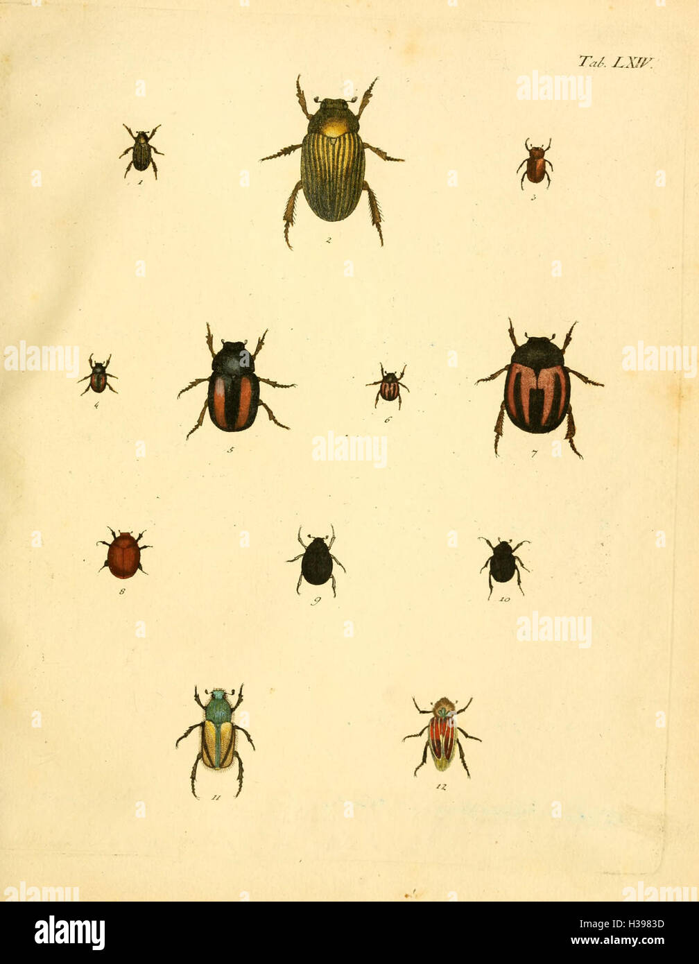 This work presents illustrations accompanying Karl Illiger's ...