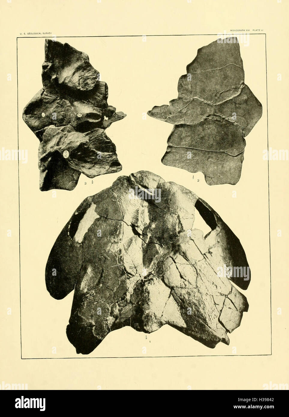 This work discusses the ancient fish species that existed during the ...