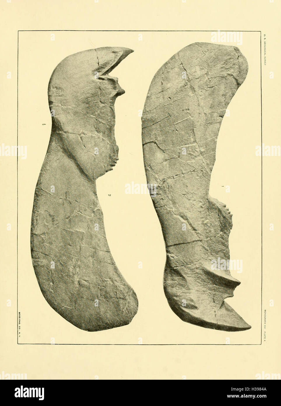 This plate showcases fossilized fish species from the Paleozoic era in ...