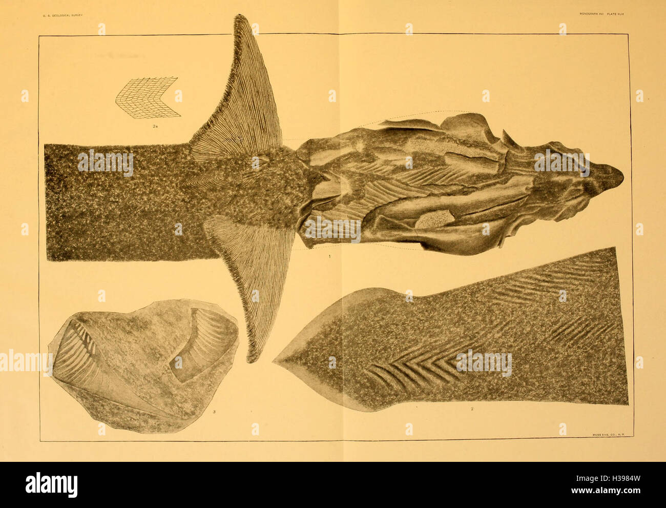 This plate illustrates various Paleozoic fish species from North ...