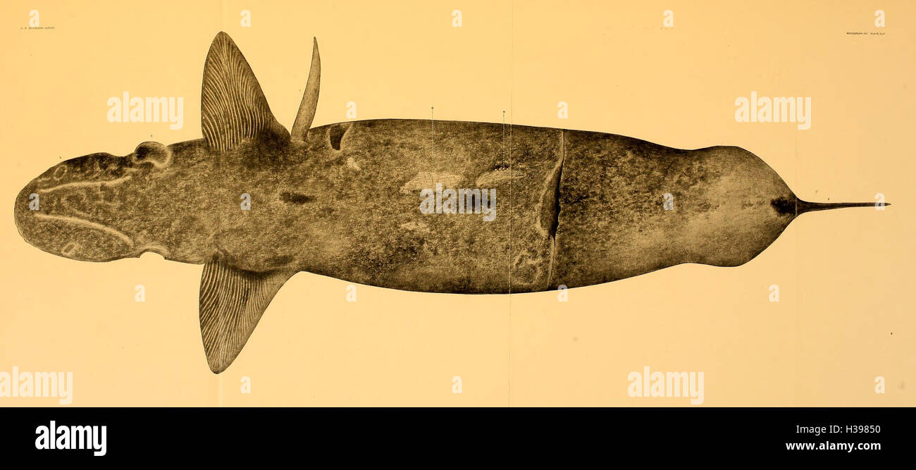 Ancient fish species hi-res stock photography and images - Alamy