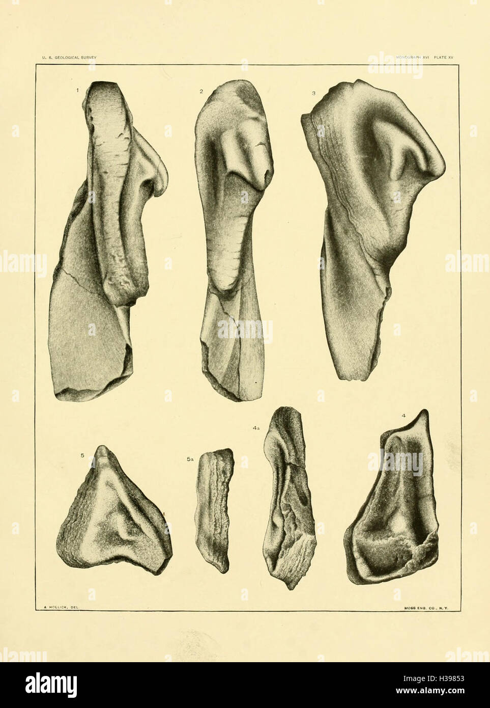 This plate illustrates the fossilized remains of Paleozoic fishes from ...
