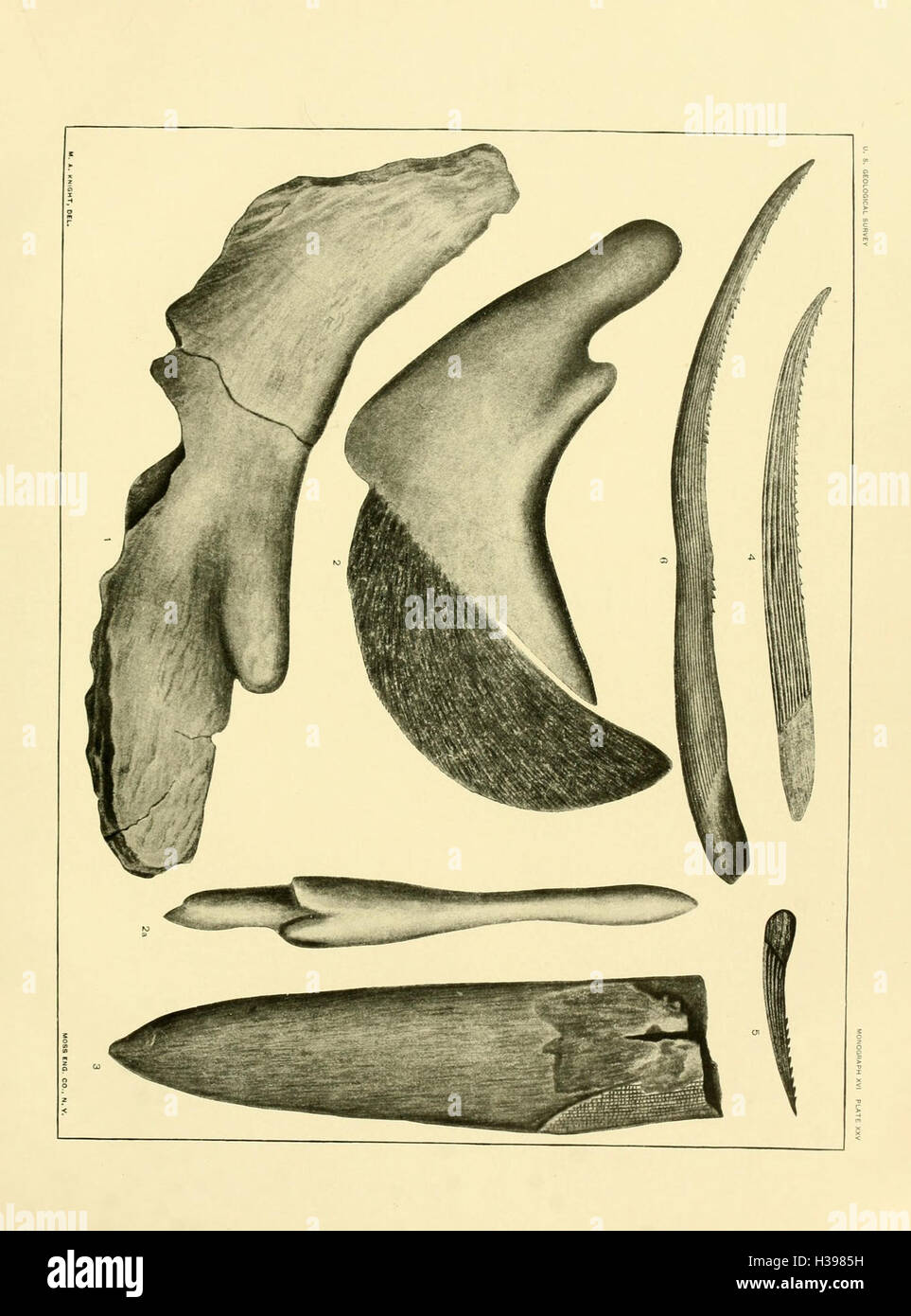 Fish stages illustration hi-res stock photography and images - Alamy