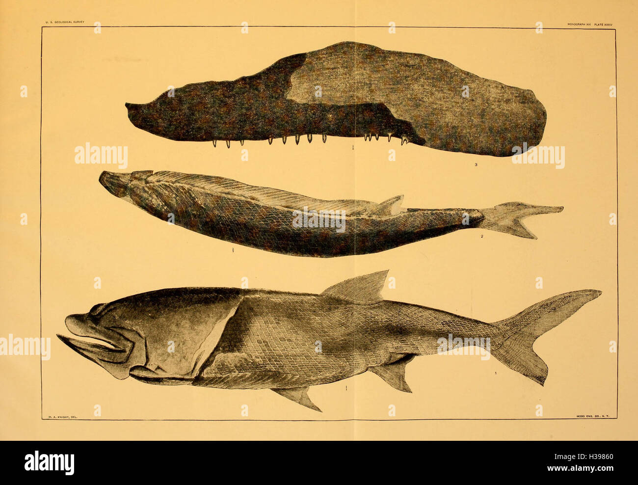 An illustration of Paleozoic fishes from North America, focusing on the ...