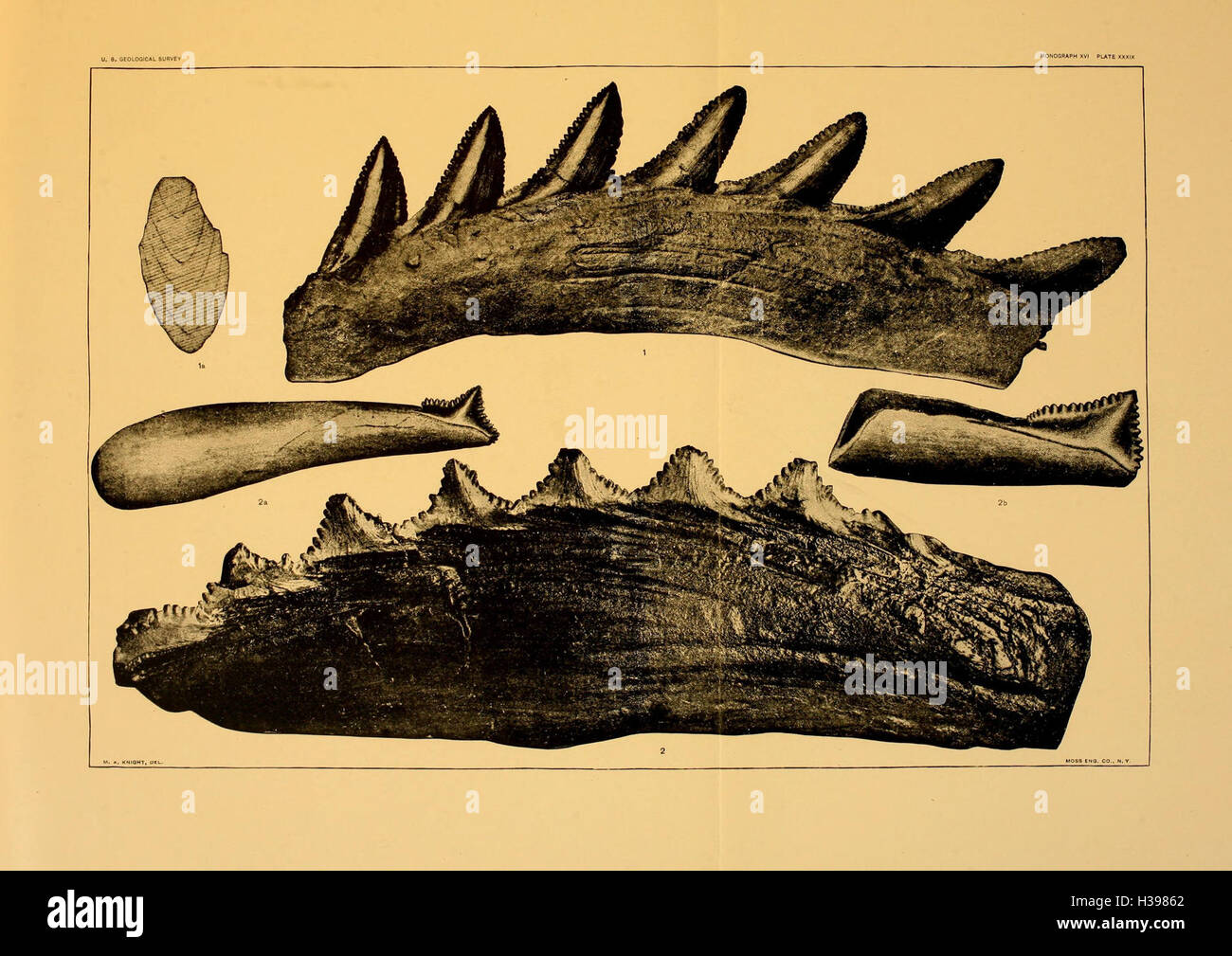 This work focuses on the Paleozoic-era fish species of North America ...