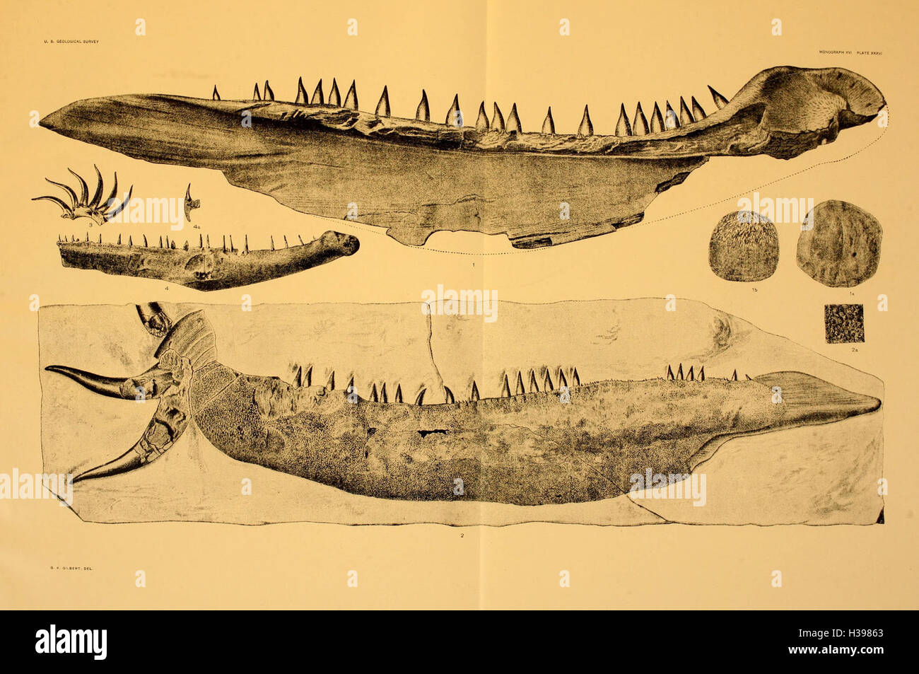 This work focuses on the Paleozoic fishes of North America, showcasing ...