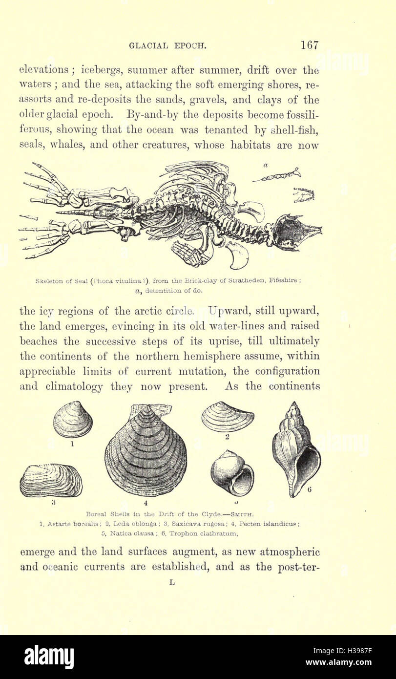 Evolutionary forms hi-res stock photography and images - Alamy