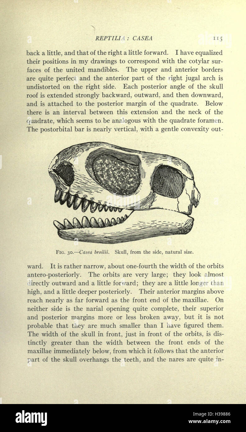 This page presents the vertebrates from the American Permian period ...