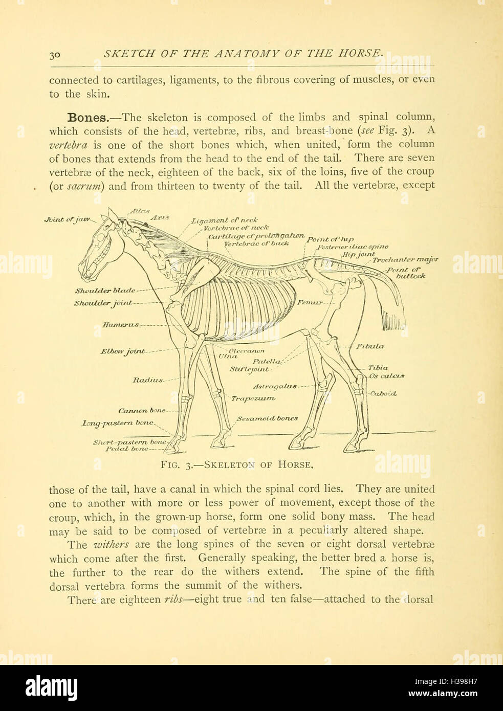 This section provides a detailed description of the anatomical points ...
