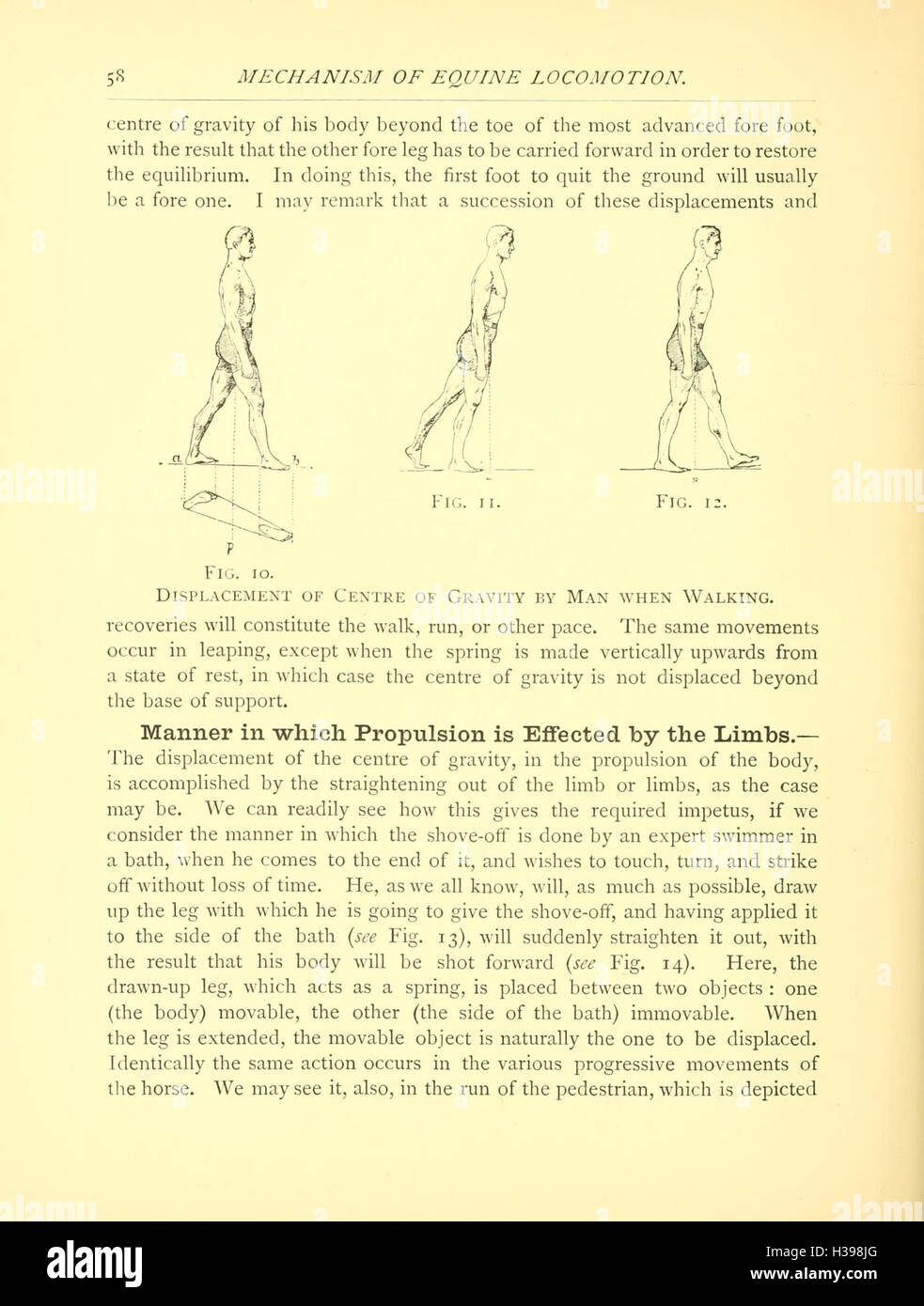 Key anatomical characteristics hi-res stock photography and images - Alamy