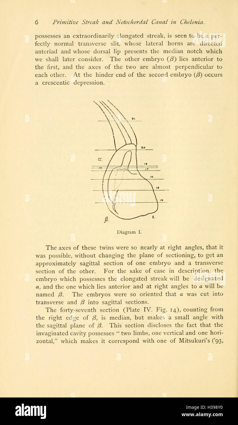 This study examines the embryonic development of turtles (Chelonia ...